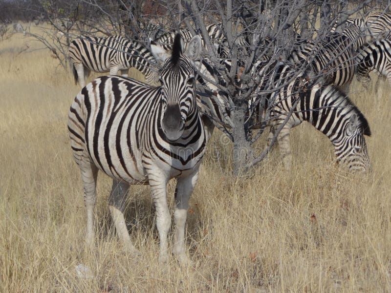 A Zebra in the Savannah of Namibia Stock Photo - Image of african ...