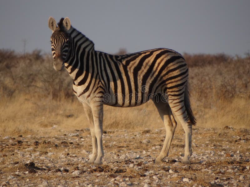 A Zebra in the Savannah of Namibia Stock Image - Image of africa, green ...