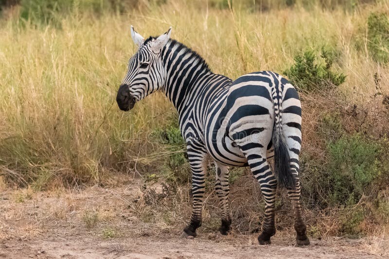 A zebra in the savannah stock photo. Image of mane, hunting - 154907512