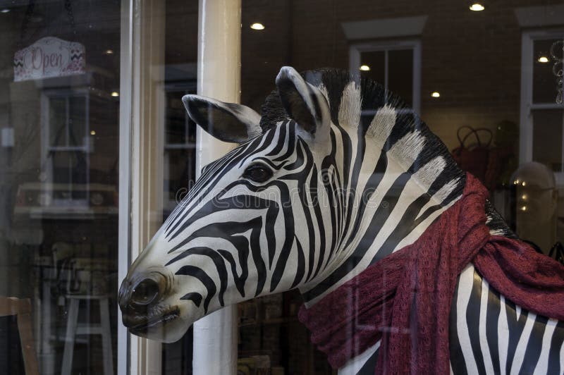 Zebra in scarf stock image. Image of pink, stripey, stripes - 49965479