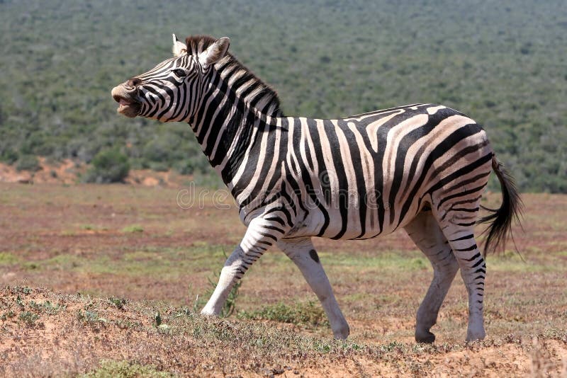 Zebra Scenting Air stock photo. Image of alert, mane, mouth - 8844292