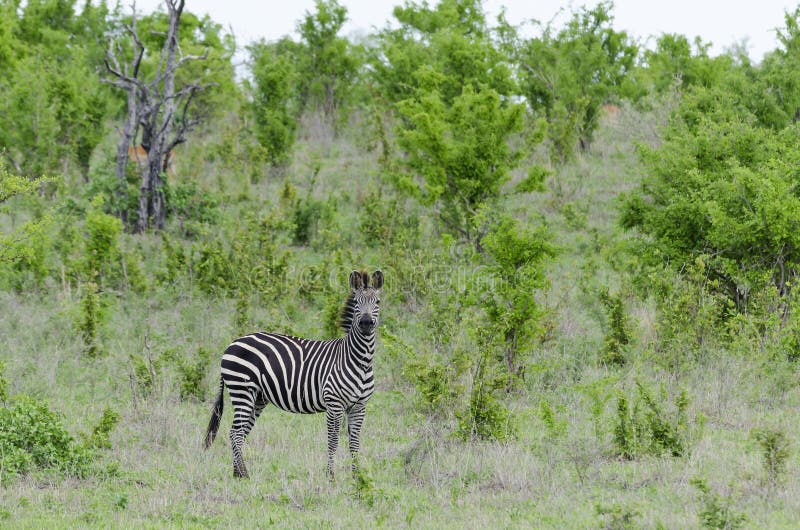 Zebra in Selous stock photo. Image of wildernes, stripes - 38375134