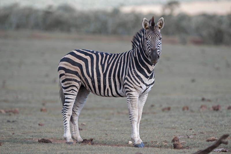 Zebra Sentinal stock image. Image of curious, male, safari - 49960331