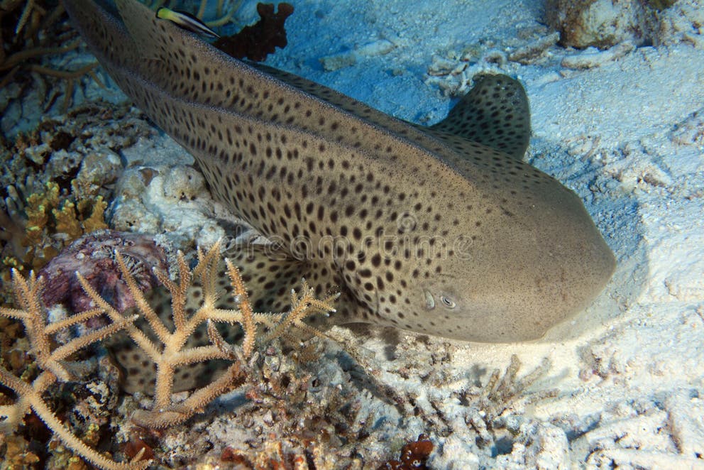 Zebra shark stock photo. Image of harmless, predator - 28033406