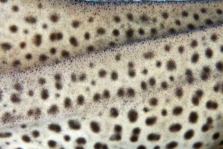 643 Shark Skin Swimsuit Stock Photos - Free & Royalty-Free Stock Photos ...