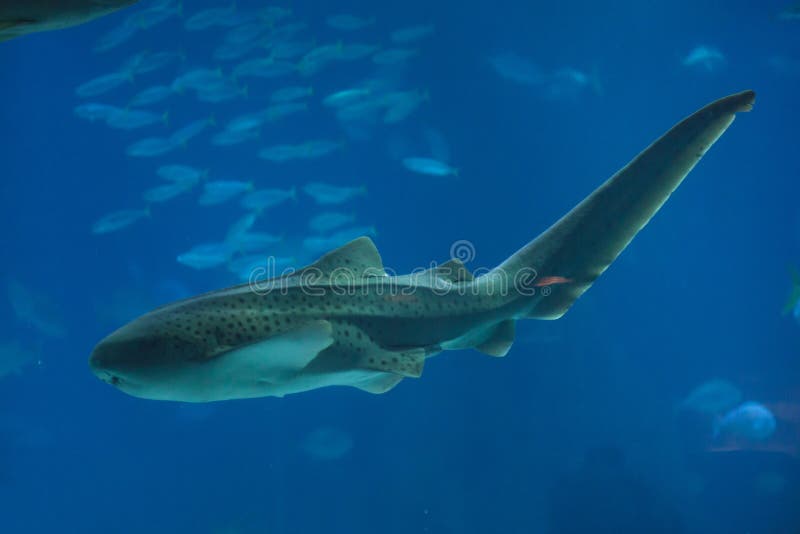Zebra Shark Stegostoma Fasciatum Stock Image - Image of ...