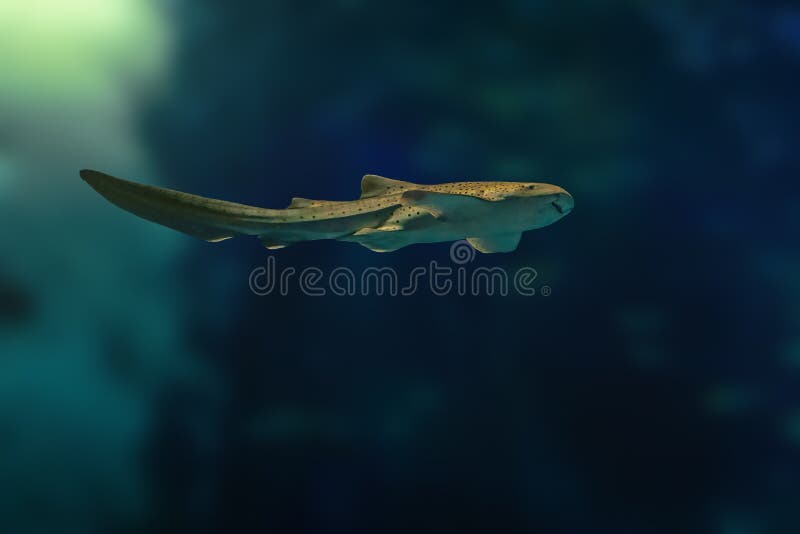 Zebra Shark stock image. Image of biology, endangered - 310169203