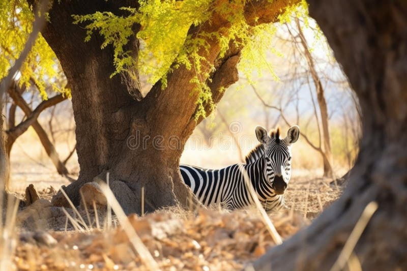 A Zebra Sheltering Under a Tree in Bright Sunlight Stock Illustration ...
