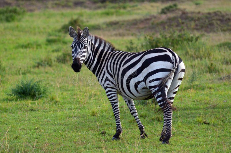 Zebra stock photo. Image of safari, black, mara, kenya - 43443710