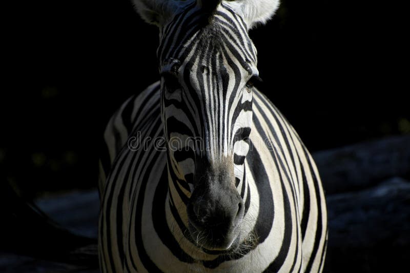 Zebra in light and dark. stock photo. Image of striped - 144618076