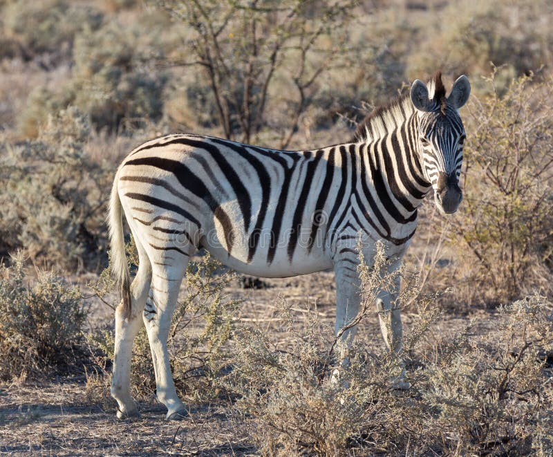 Zebra Side View Stock Photos - Download 928 Royalty Free Photos