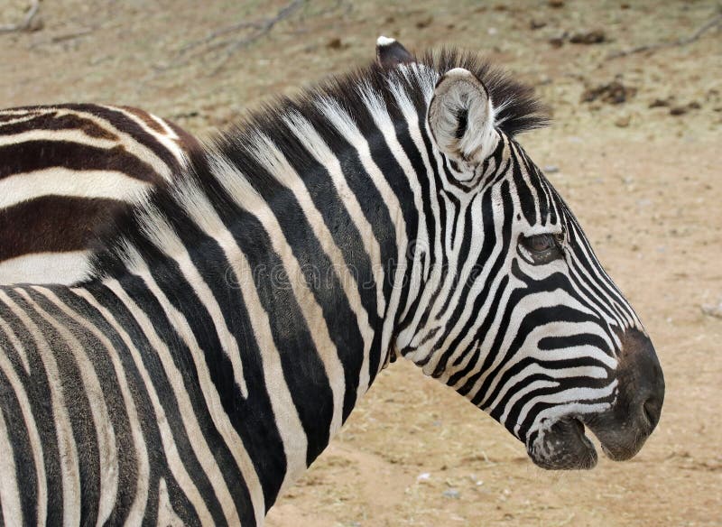 107 Zebra Head Forward Stock Photos - Free & Royalty-Free Stock Photos ...