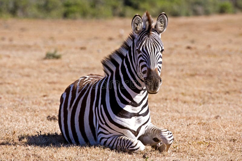 Zebra Sitting stock photo. Image of grass, look, relaxed - 12061394
