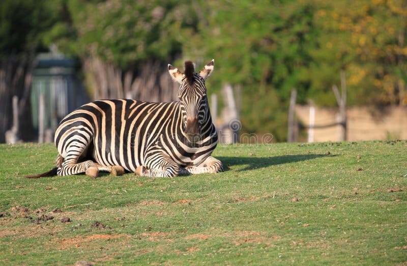 Zebra stock photo. Image of animals, burchell, group - 30329914