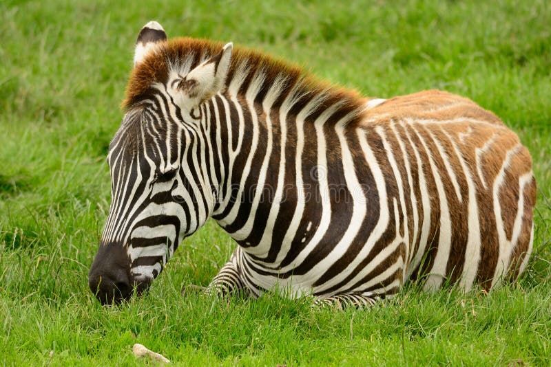 1,663 Sitting Zebra Stock Photos - Free & Royalty-Free Stock Photos ...