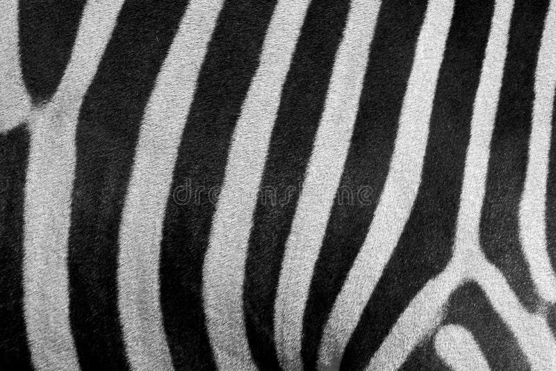 Zebra hair style stock photo. Image of style, header - 19807726