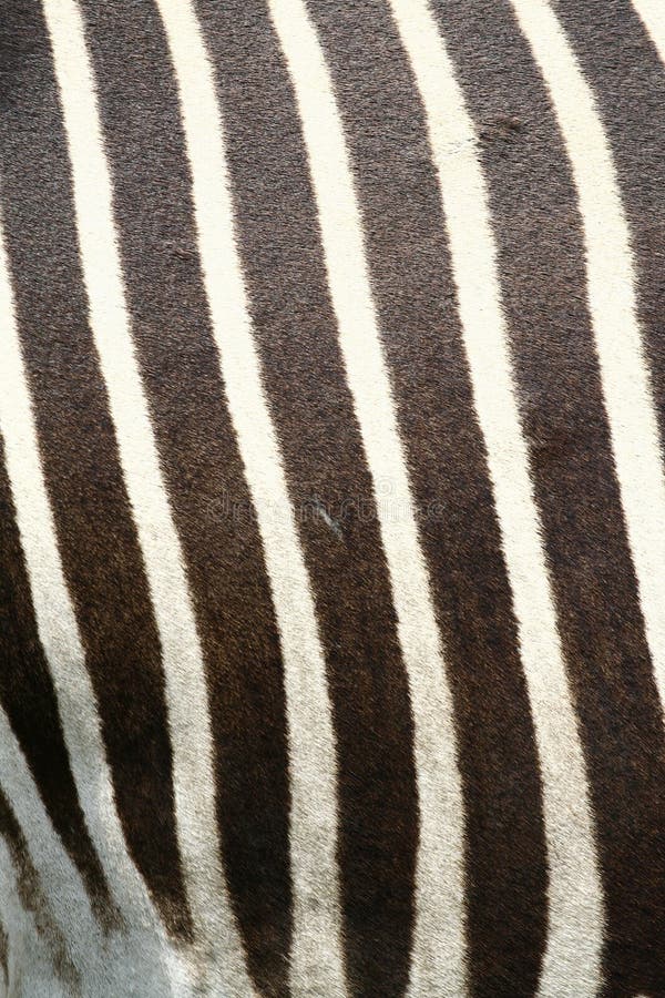 Zebra skin stock image. Image of abstract, pattern, nature - 15571129