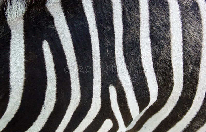 Zebra skin stock photo. Image of stripes, animal, horse - 8338924