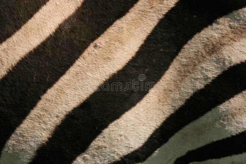 Zebra Skin stock photo. Image of wildlife, animal, private - 3643492