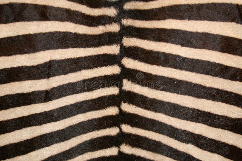Zebra stock image. Image of animal, structure, zebra - 31893657