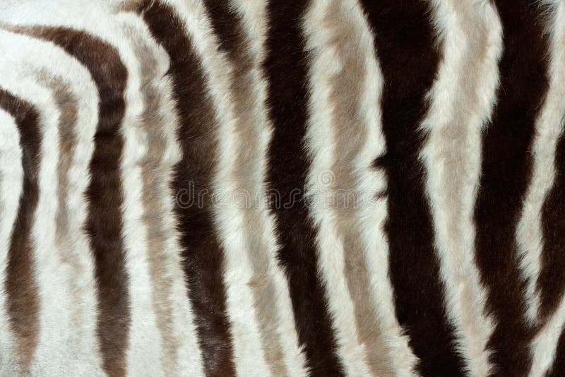 Zebra skin background stock photo. Image of texture, wallpaper - 21209876