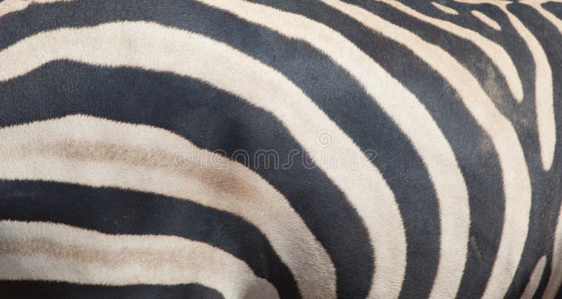 Zebra skin background stock image. Image of abstract - 61696641