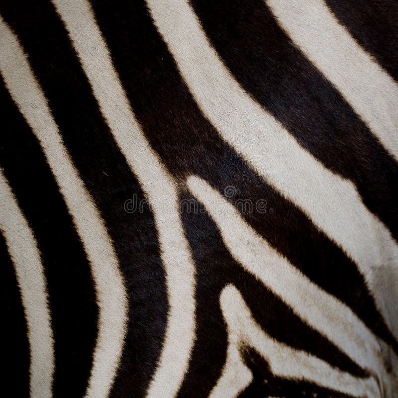 Zebra skin stock image. Image of decoration, line, pattern - 49976833