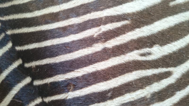 Zebra Skin Real Look and Feel Stock Photo - Image of stripes, skin ...