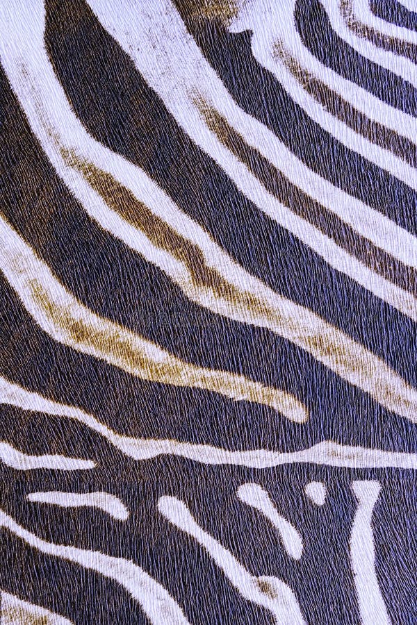 Zebra Skin. Seamless Zebra Fur Texture Background.High-resolution ...