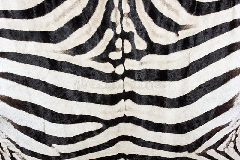 Plains Zebra Print, Natural Zebra Background Black White Stock Image ...