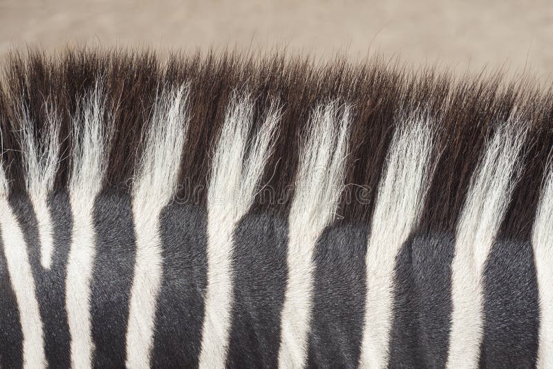 Zebra skin texture stock image. Image of fabric, african - 116566161