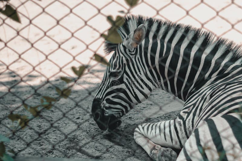 Zebra Sleeping Relaxing in Hot Weather Stock Photo - Image of zebra ...