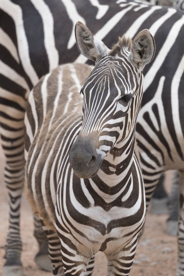 Zebra stock photo. Image of animal, zebras, safari, south - 76499268