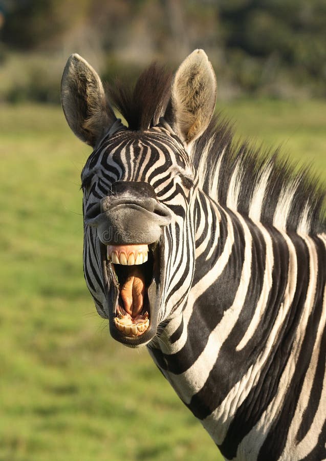 Zebra smile. stock image. Image of plain, white, africa - 4878163