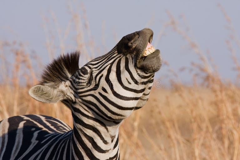 2,289 Zebra Smile Stock Photos - Free & Royalty-Free Stock Photos from ...