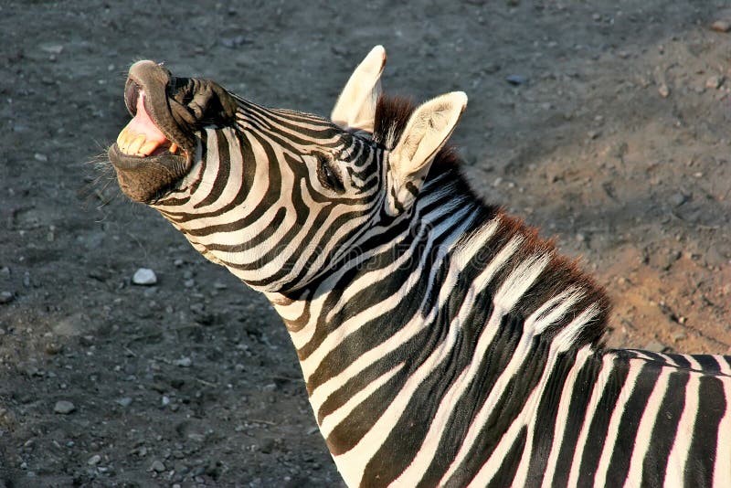 Laughing Zebra Stock Photos - Download 200 Royalty Free Photos