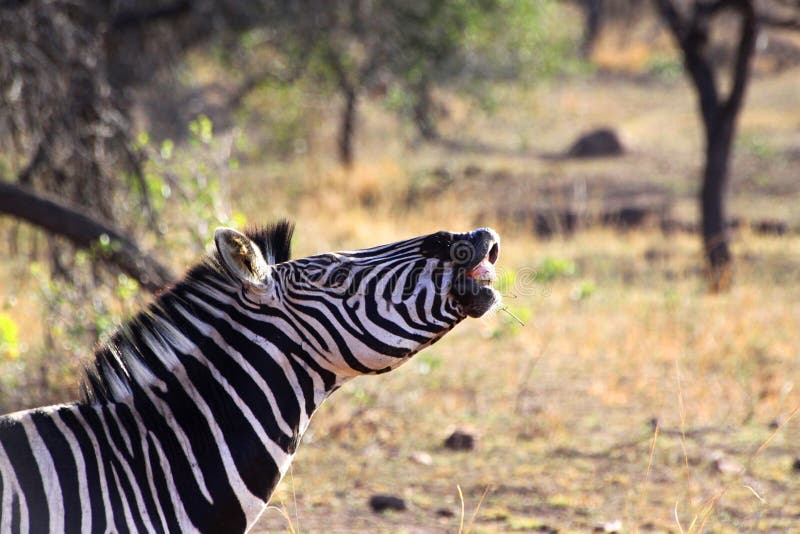 Zebra smiling stock photo. Image of funny, habitat, africa - 41348470