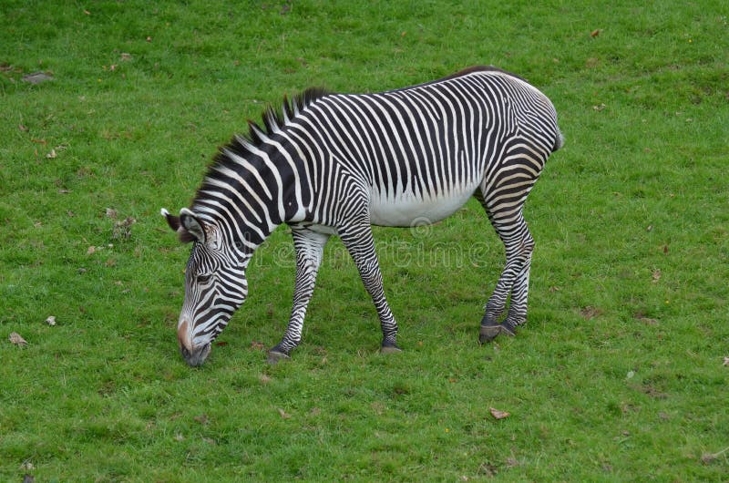 Zebra Snacking Stock Photos - Free & Royalty-Free Stock Photos from ...