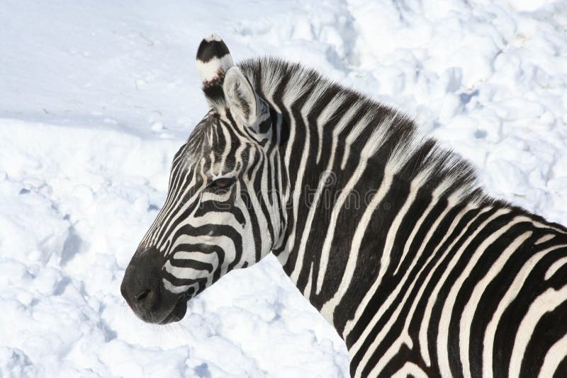 Zebra in snow 2 stock photo. Image of horse, snow, black - 7876838