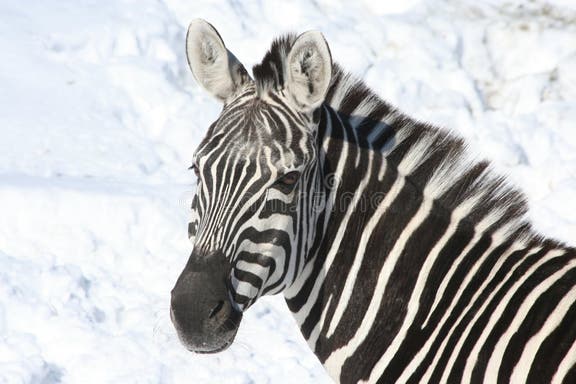 Zebra in snow stock photo. Image of hunting, zebra, black - 7876798