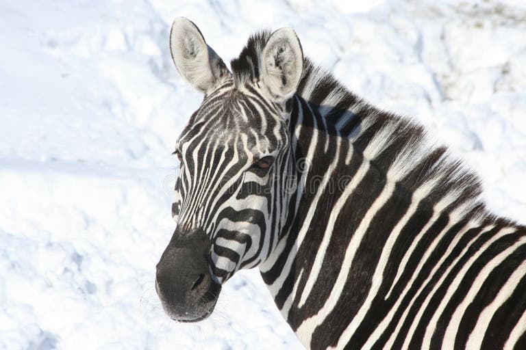 Zebra in snow stock photo. Image of hunting, zebra, black - 7876798