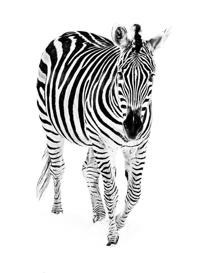 Zebra in Snow III stock photo. Image of snowfall, white - 87535590