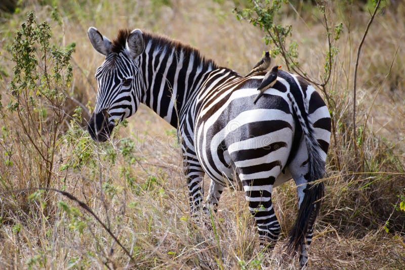 Zebra from back stock image. Image of pattern, animal - 11233711