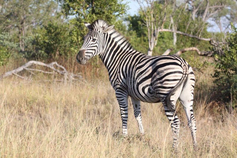 Zebra in South Africa stock photo. Image of africa, african - 13576760