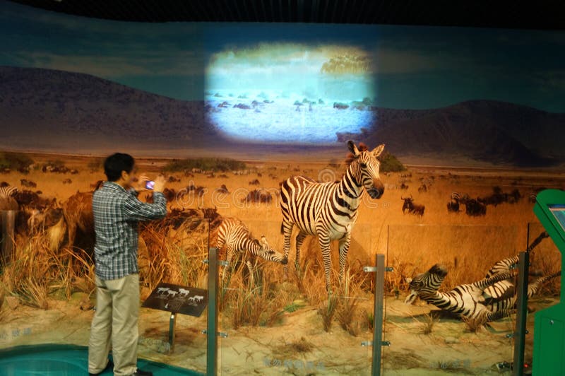 Zebra specimens editorial image. Image of natural, mammals - 46715680