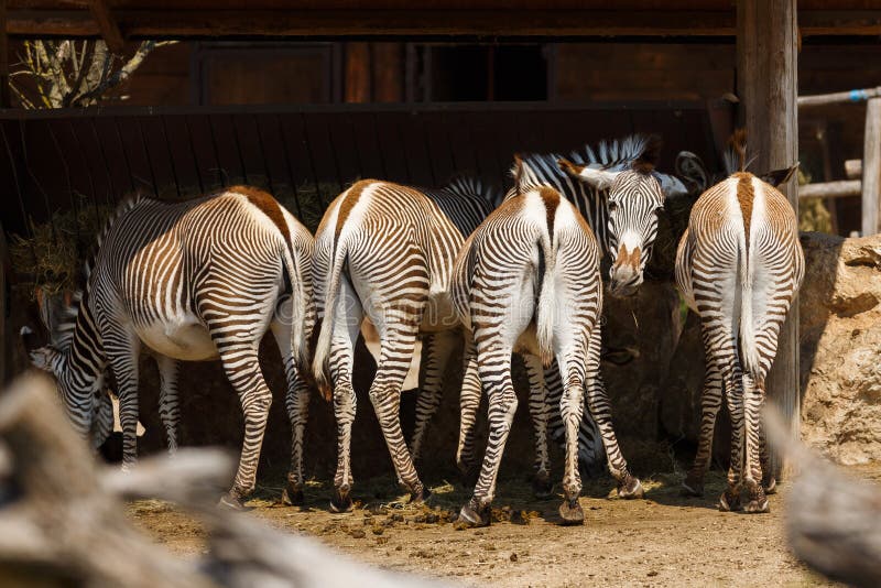 Zebra in the stall stock photo. Image of height, animal - 76952392