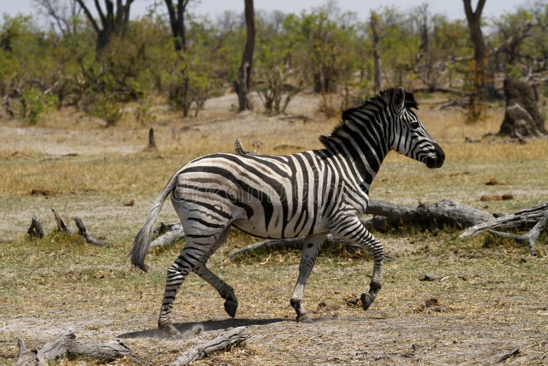 Zebra Stallion stock photo. Image of game, animal, sedgbeer - 36472648