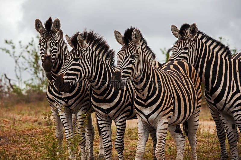 Zebra Stallions 13830 stock photo. Image of animal, herd - 236555712
