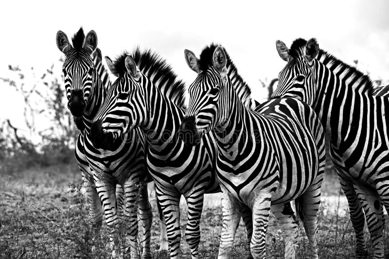 Zebra Stallions 13830 BW stock photo. Image of grass - 239830908