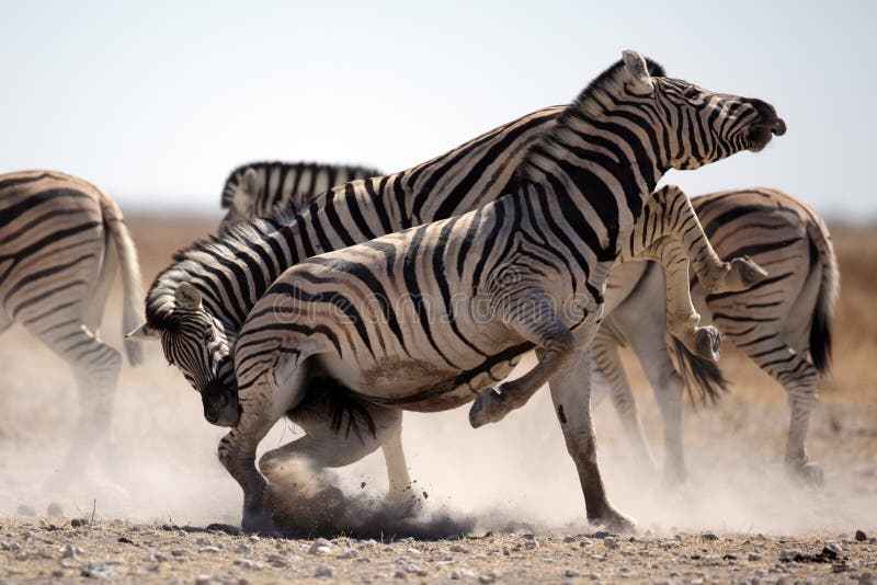 Zebra stallions fighting stock photo. Image of quagga - 11950526